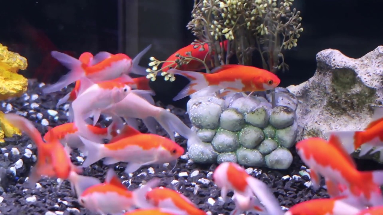 Fish and Aquatic Products from Petland Stores in Durban North, Umhlanga ...