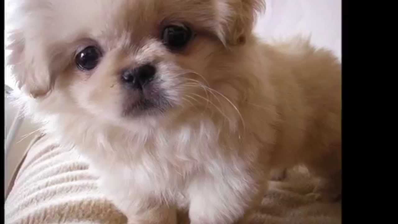 Cute dogs!! - Cute puppies and dogs video ( Dog video in Dog pictures ...