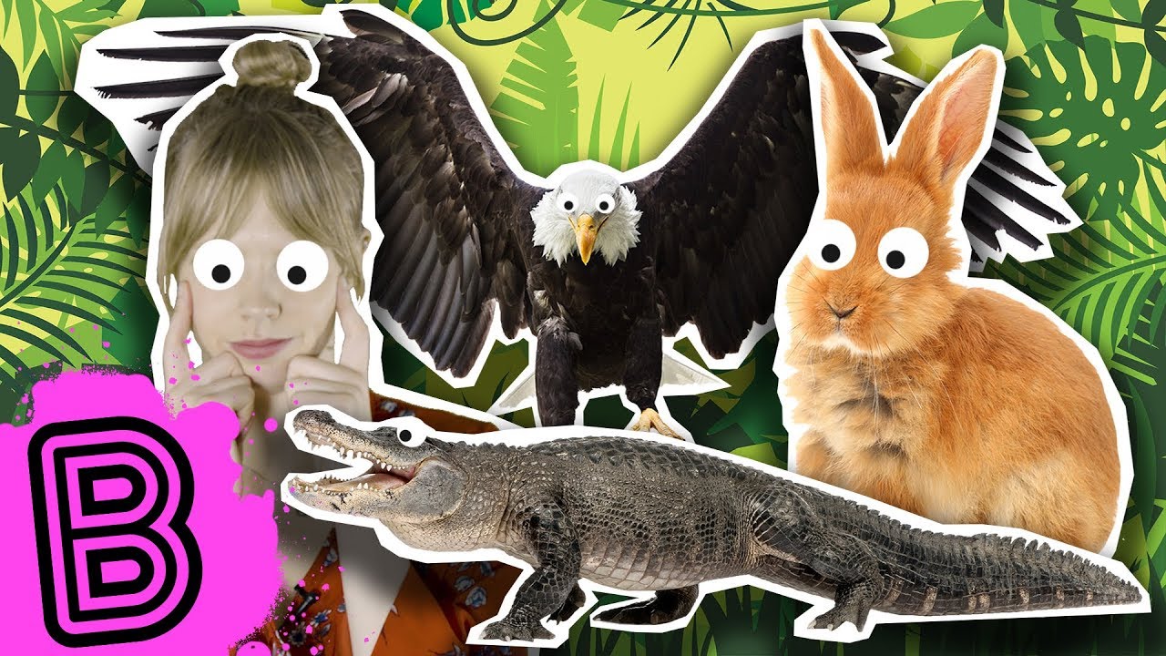 The Ultimate Animal Quiz | BEANO XL - YouTube