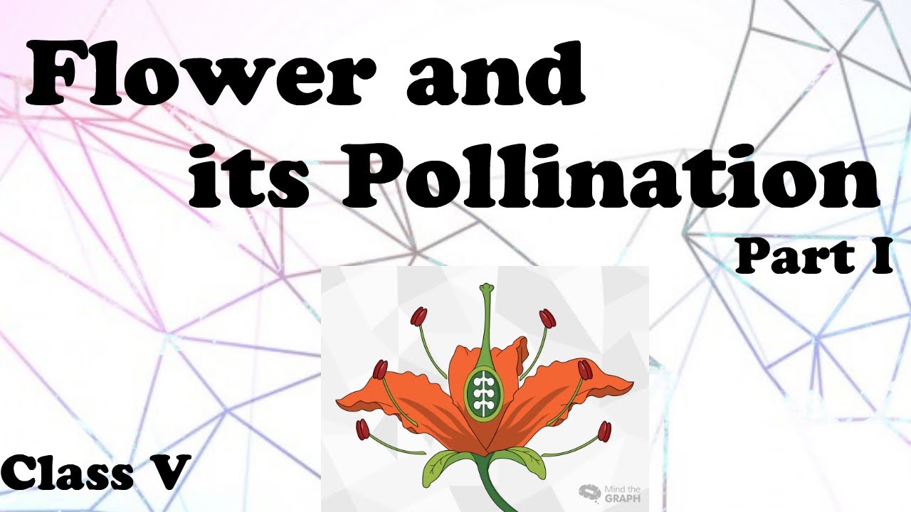 Class V: SCIENCE:::: FLOWER AND ITS POLLINATION:::Part I - YouTube