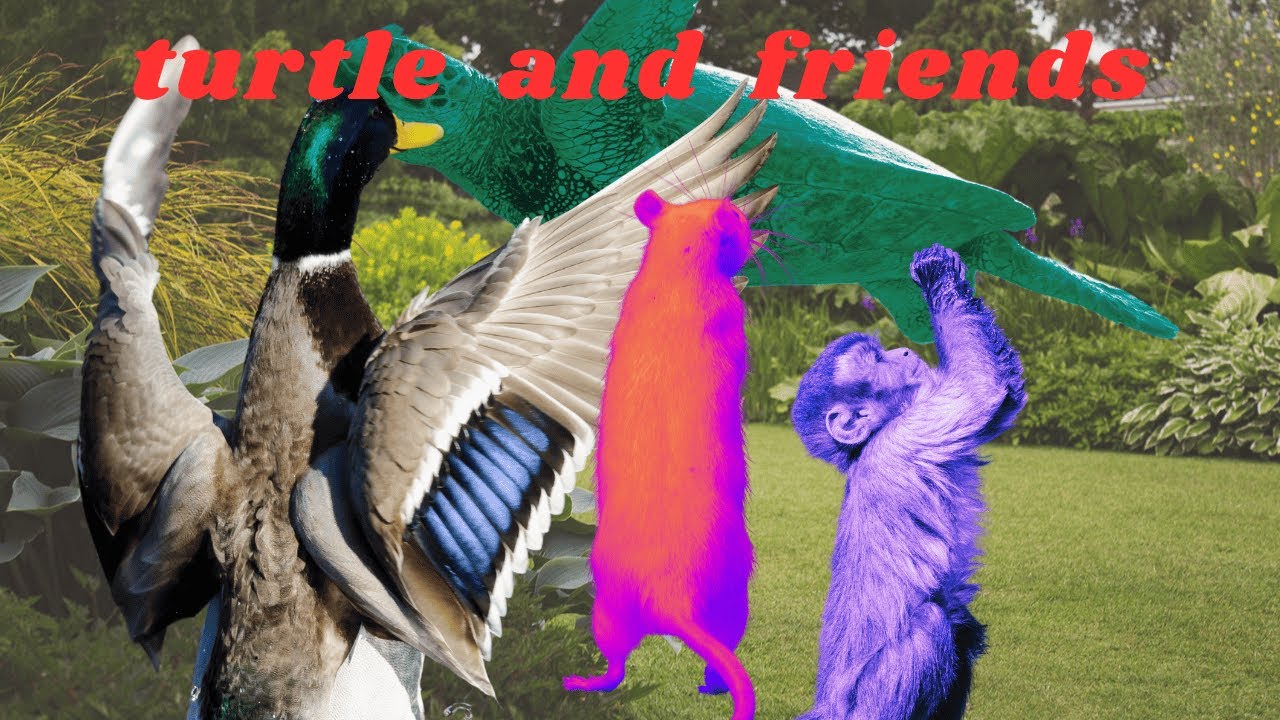 turtle and friends - YouTube