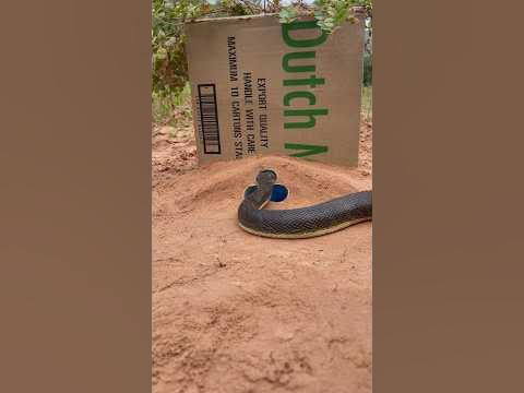 Build Underground Snake Trap Using 3 hole and Cardboard Box #snaketrap - YouTube