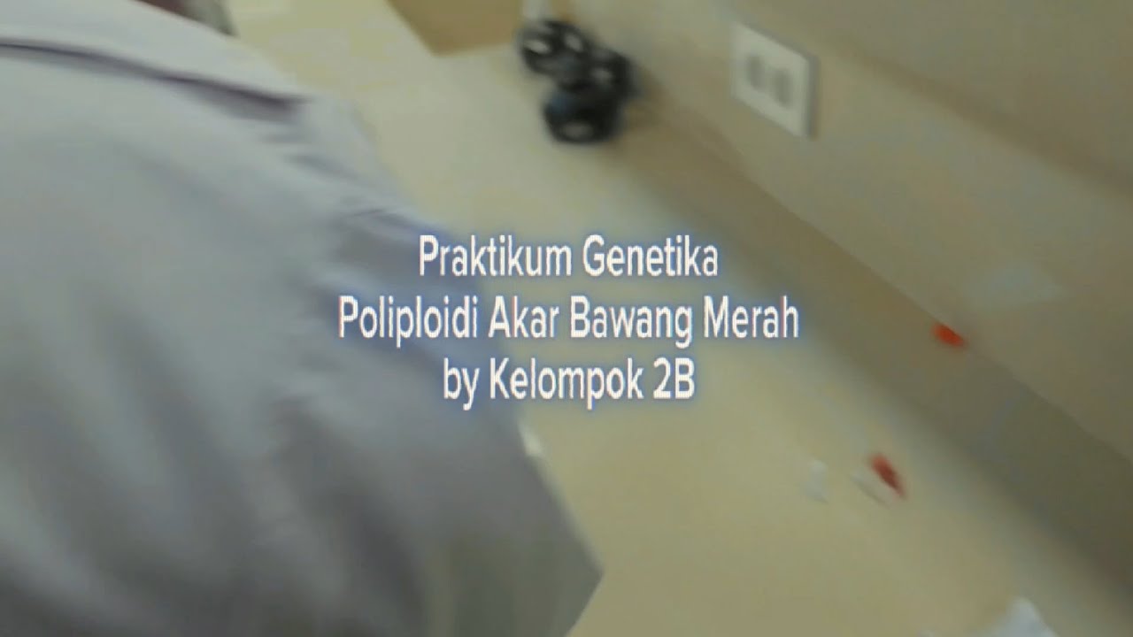 Praktikum Genetika Poliploidi Akar Bawang Merah (Allium cepa L.) - YouTube