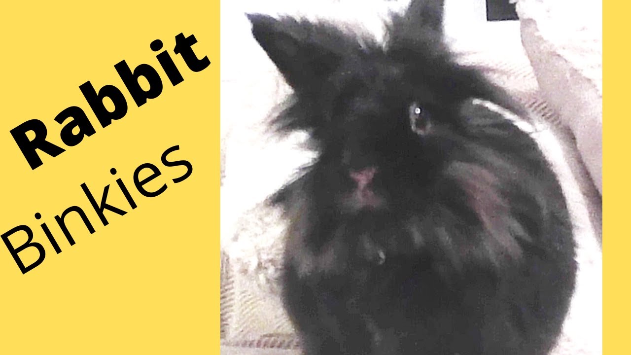 rabbit binkies - YouTube