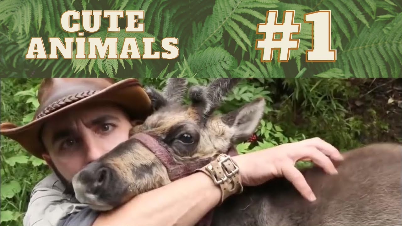 Animals Hugging People Animals Hugging Humans Compilation New 2018 HD ...