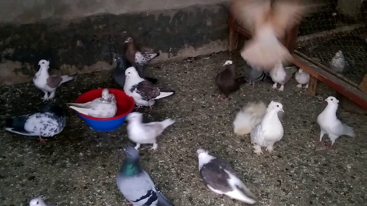 Kobutor part 1 - YouTube