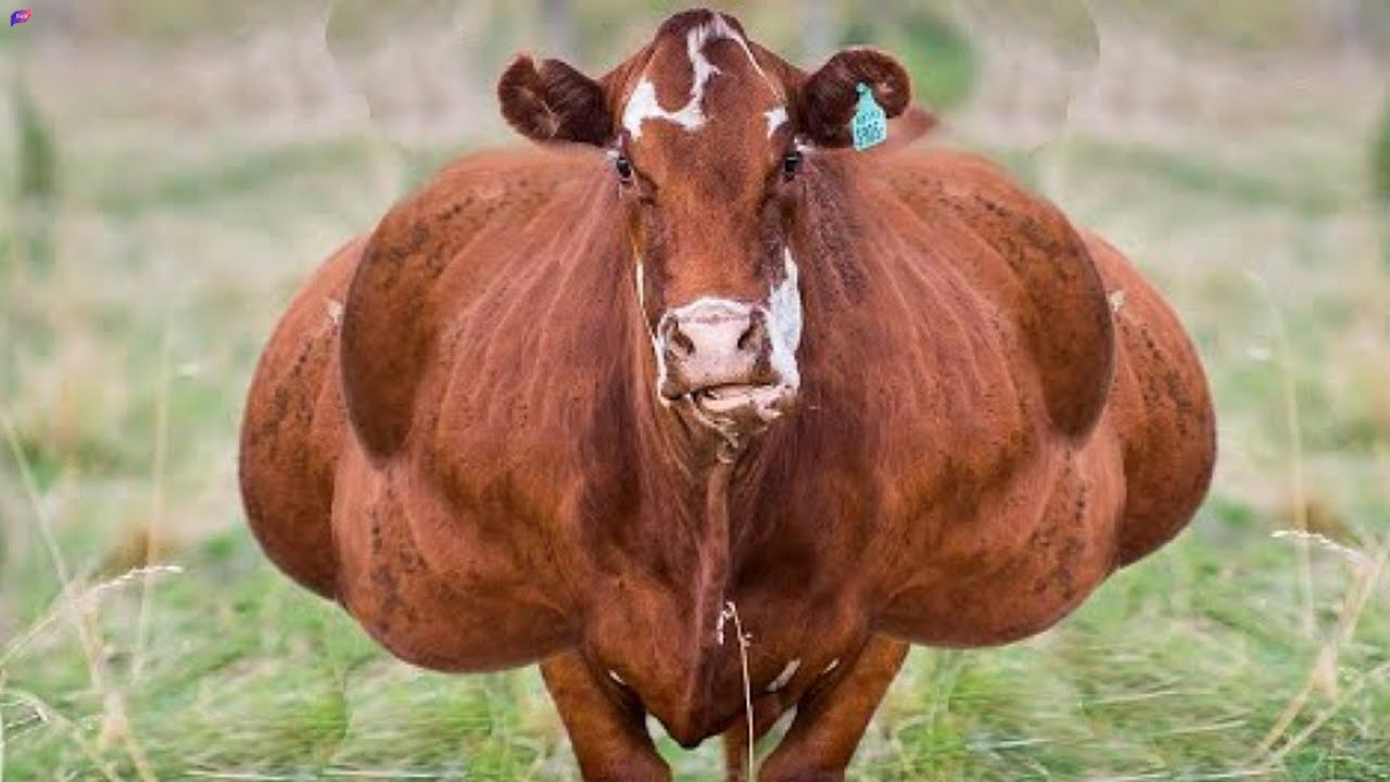 Morning with cows | How cows graze | A very punishing cow - YouTube