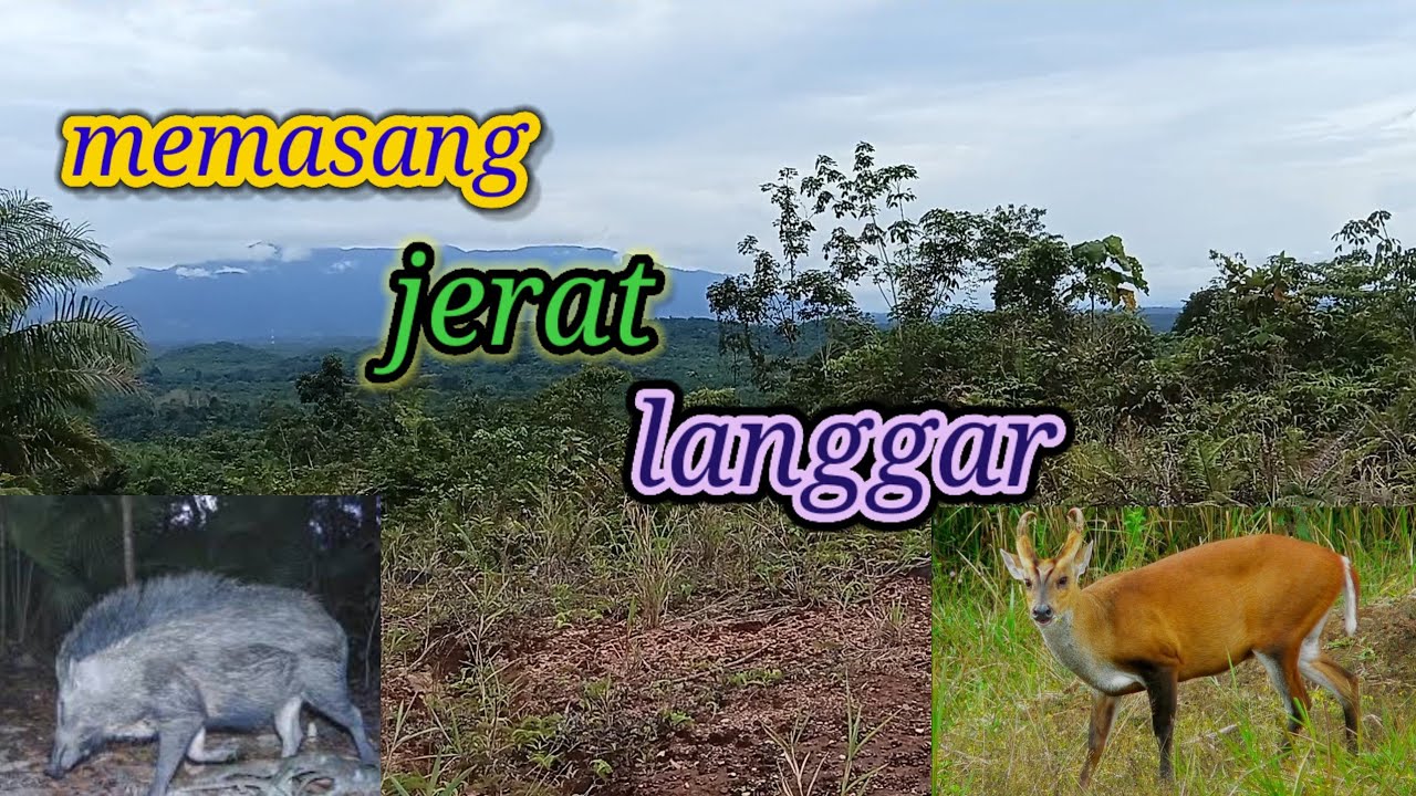 memasang jerat langgar ..haiwan berkaki empat. #jerat - YouTube