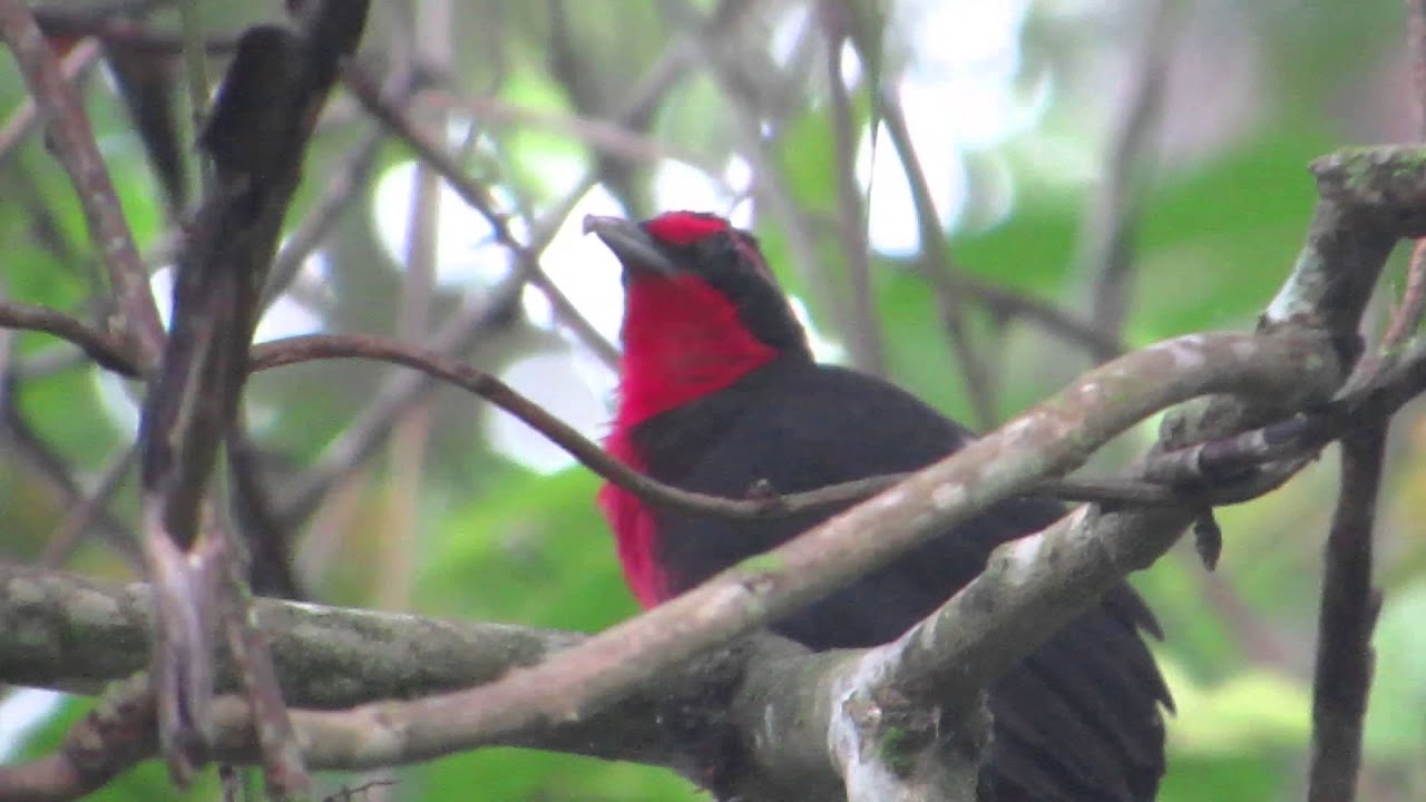 Rosy Thrush-Tanager - YouTube