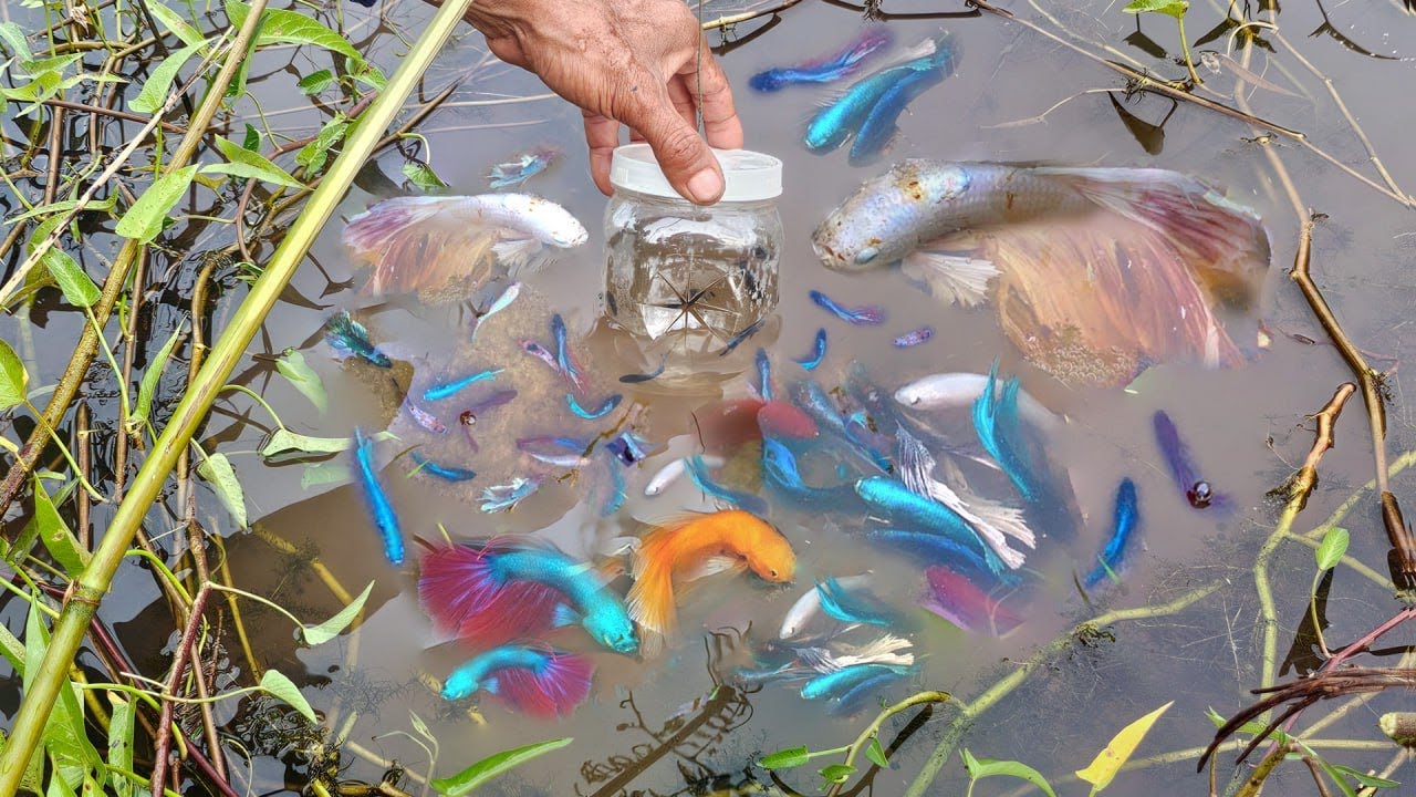 Unbelievable Unique Trap Betta fish coaching and fishding A lot Of Fish ...