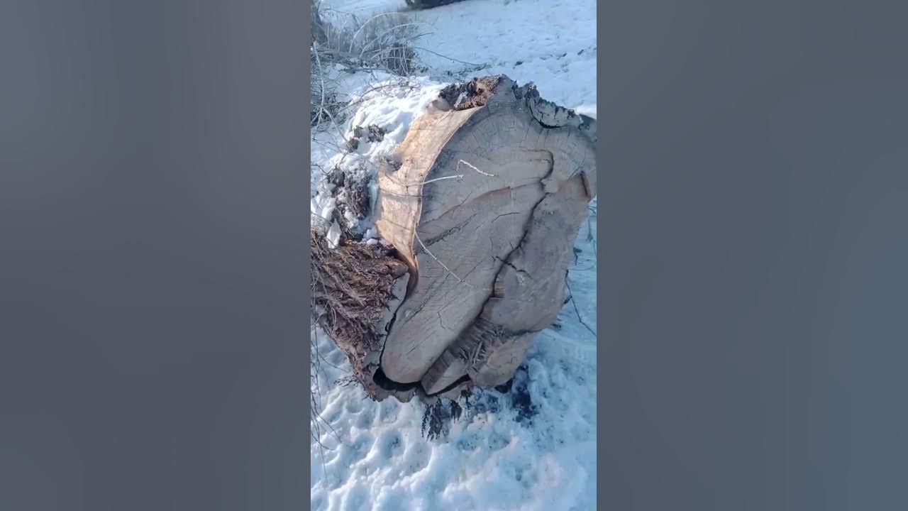 Здоровенное дерево которое впоследствии станет чуть ли ни произведением ...