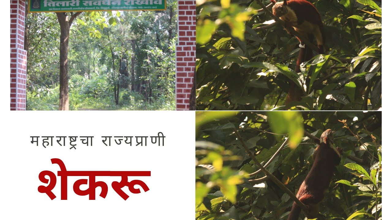 शेकरू Indian giant squirrel #Shekru #MaharashtraStateAnimal - YouTube
