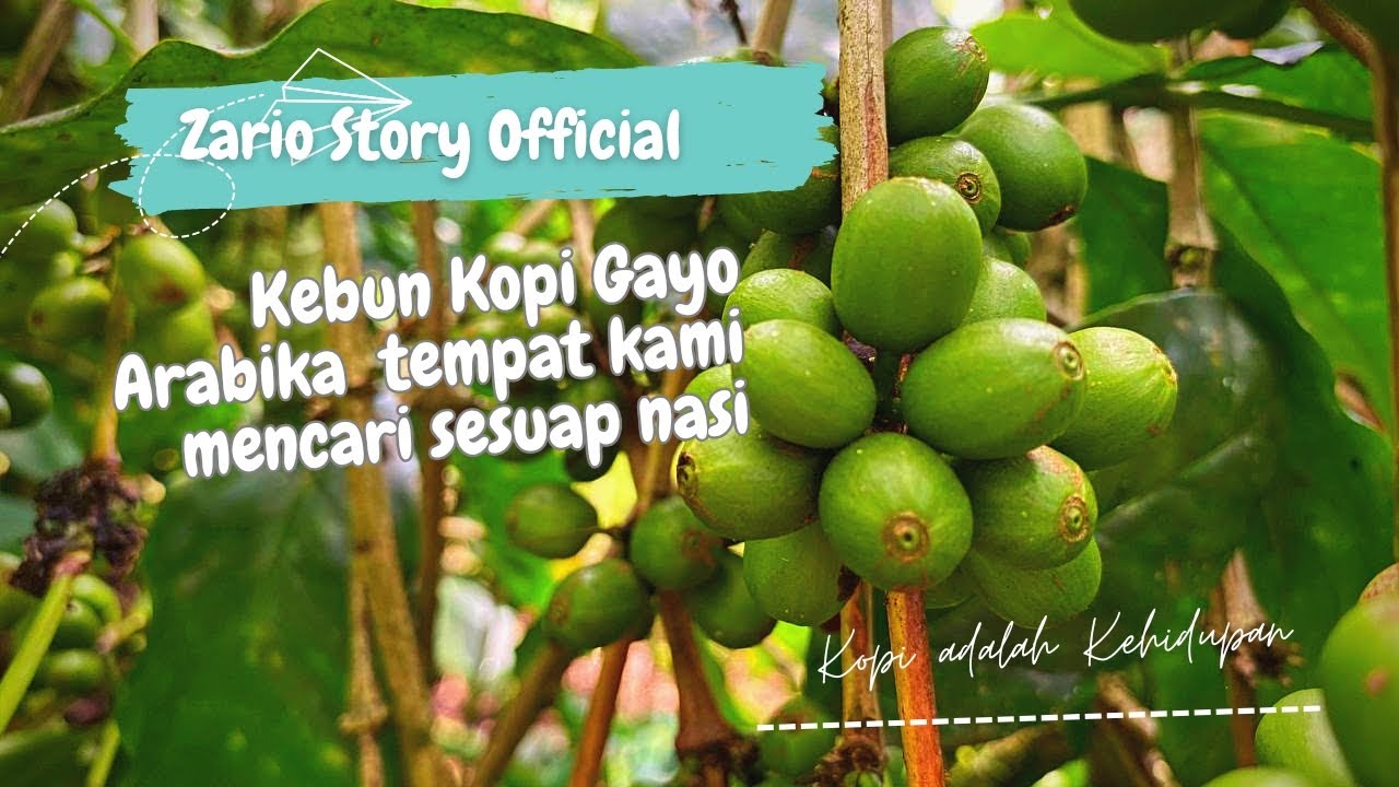 Kebun Kopi Gayo Arabika Aceh Indonesia, Tempat Kami Mengadu Nasib - YouTube