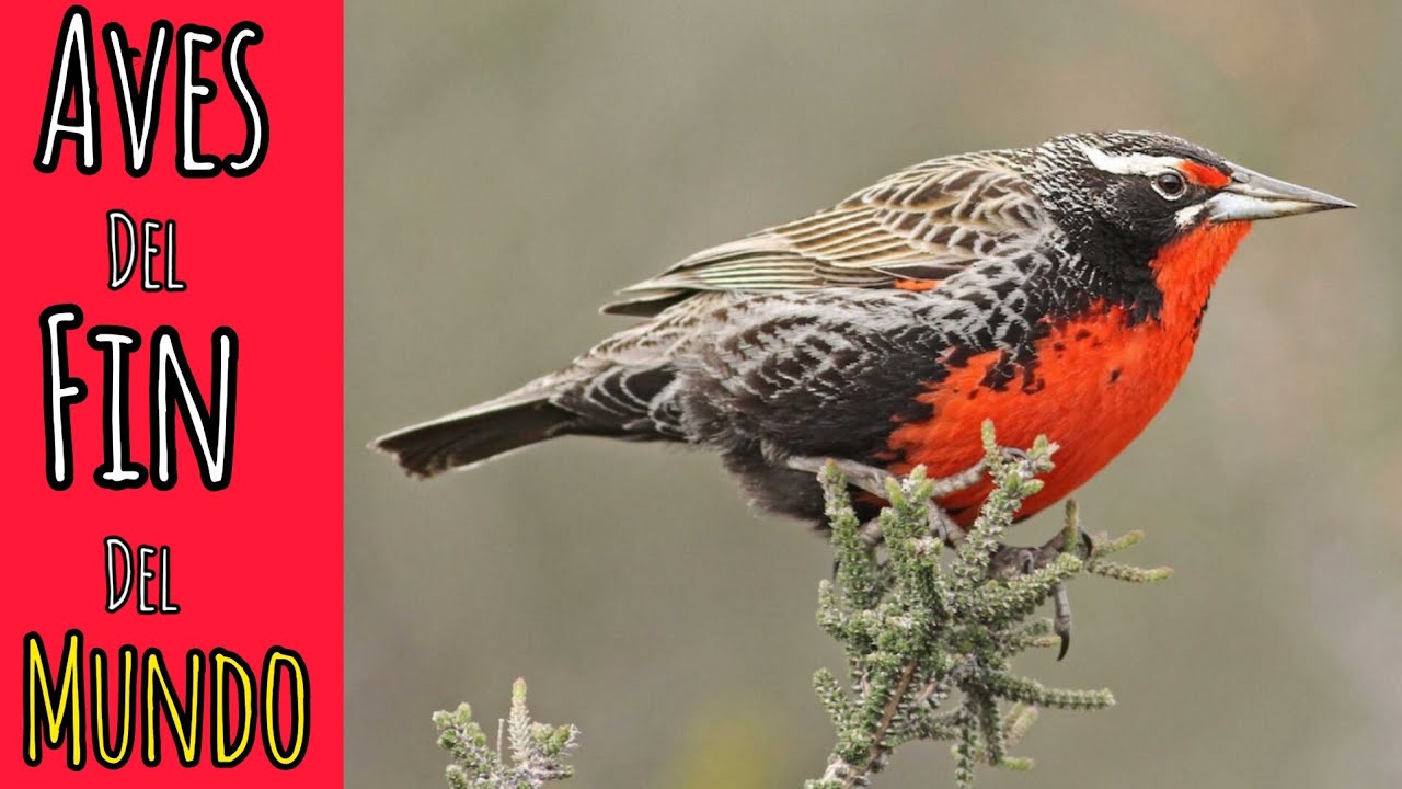 Aves Nativas de Chile - 40 bellas Especies. - YouTube