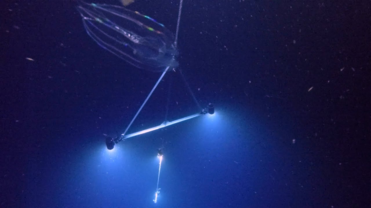 Blackwater Drift Dive - Palm Beach, Florida - YouTube
