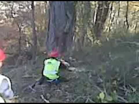 100 ft. pine tree being cut down - YouTube