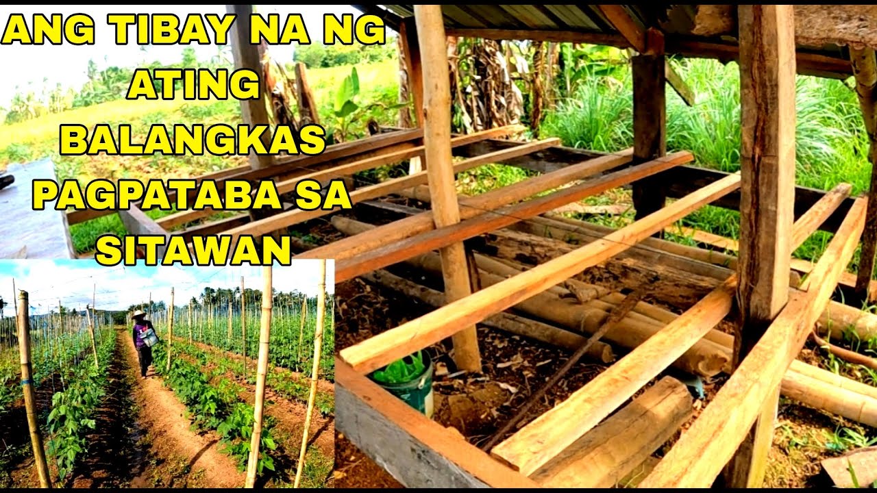 ANG TIBAY NG BALANGKAS NG SAHIG NI KAMALIG - YouTube