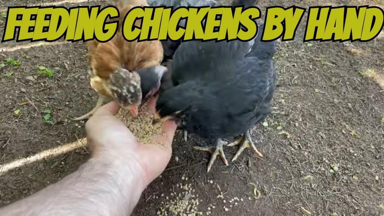 I Tried Hand Feeding My Chickens and This Happened! - YouTube