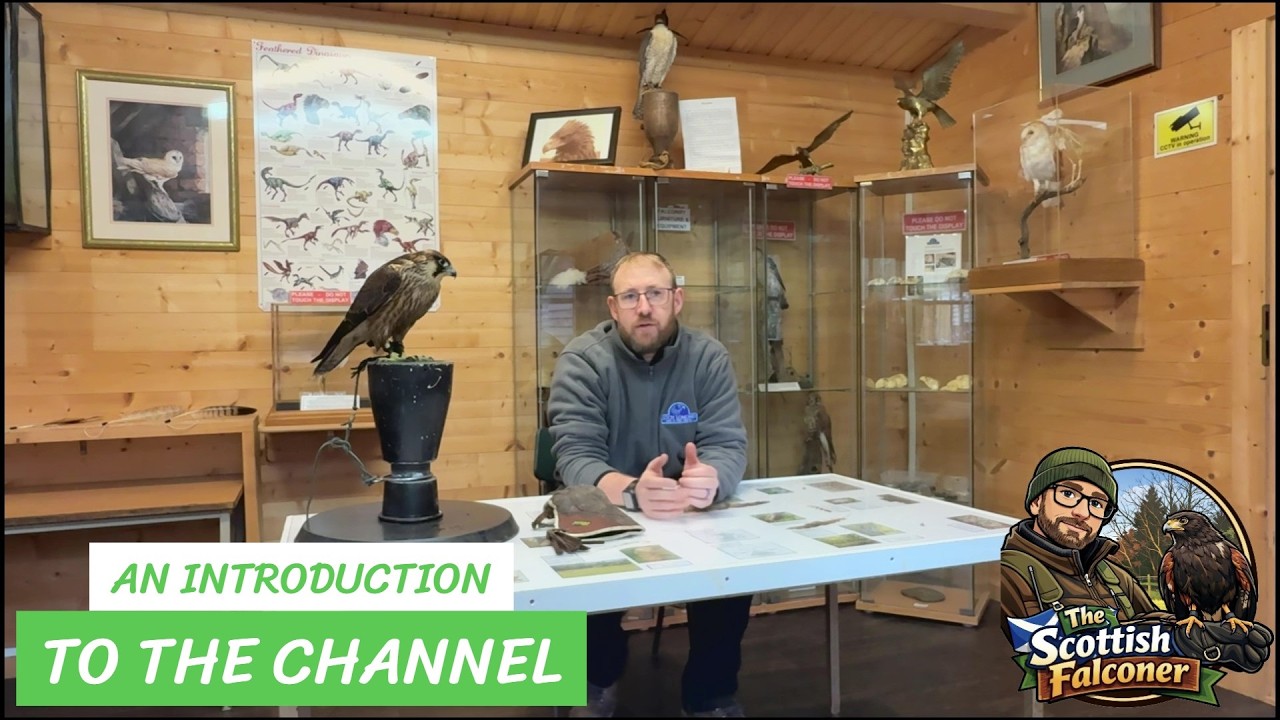 THE SCOTTISH FALCONER / AN INTRO TO OUR CHANNEL / HOW I GOT INTO ...