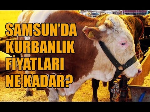 Samsun’da kurbanlık fiyatları ne kadar?
