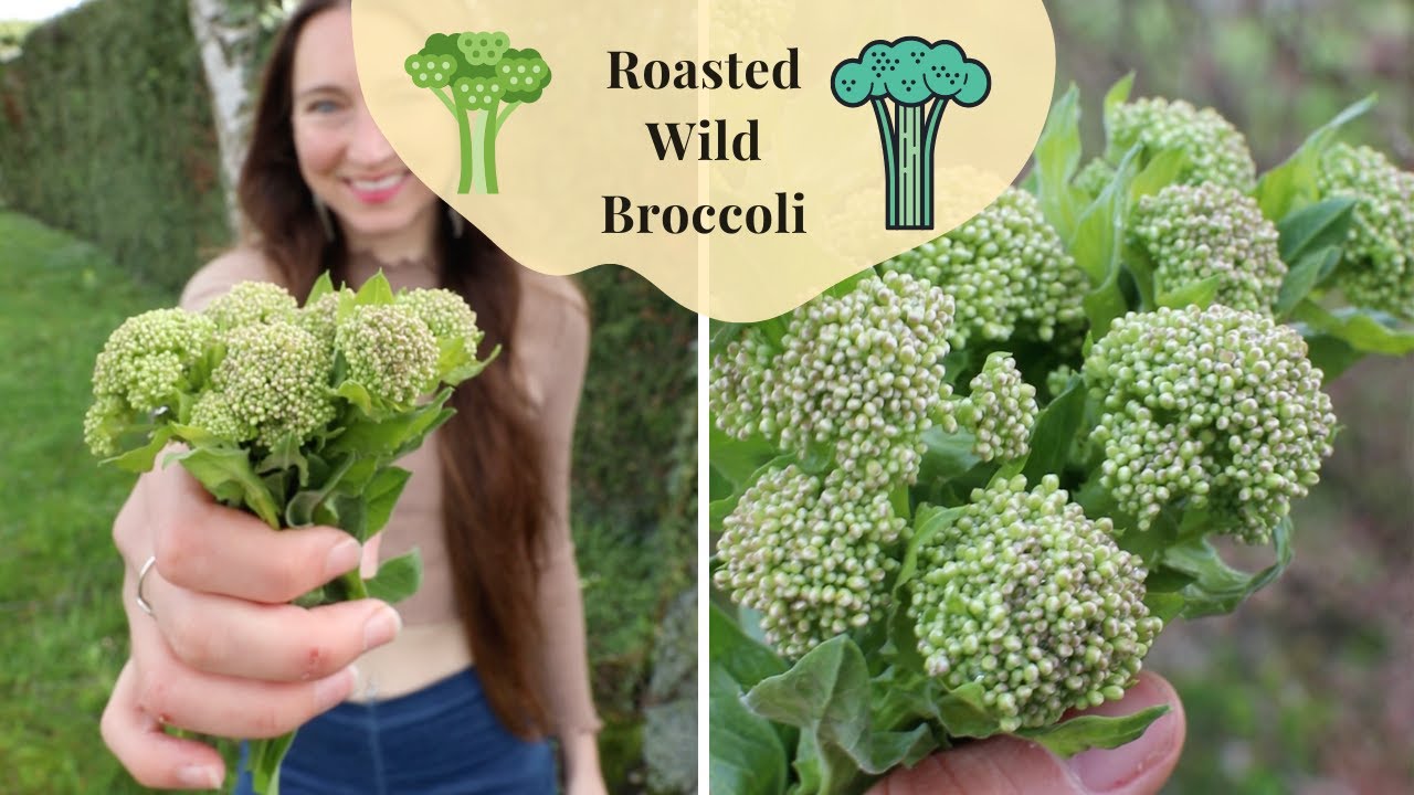 Wild Broccoli Season 🥦 (Lepidium Draba) - YouTube