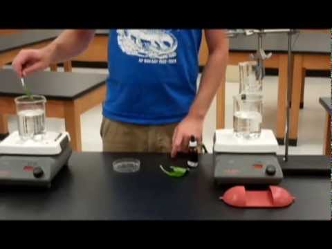 Photosynthesis Iodine Indicator Lab - YouTube