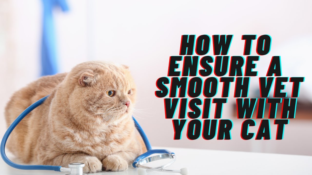 How to Ensure a Smooth Vet Visit with Your Cat - YouTube