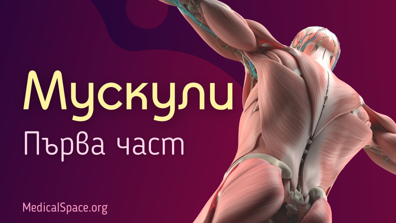 Опорно двигателна система Мускули Първа част Youtube