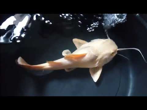 AMAZING! IS THIS ALBINO or PLATINUM RED TAILED CATFISH (RTC)? - YouTube