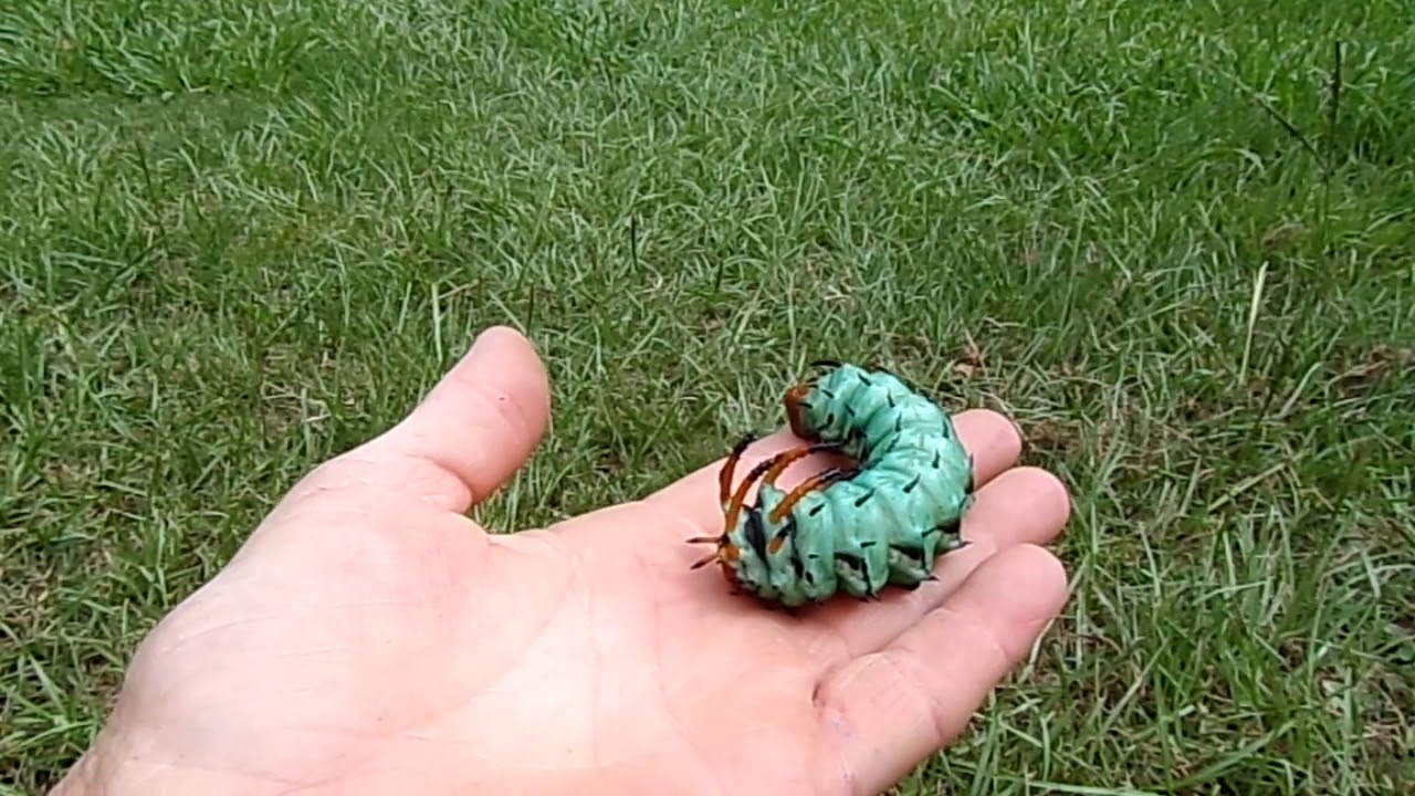 Totally harmless Hickory Horned Devil caterpillar - YouTube