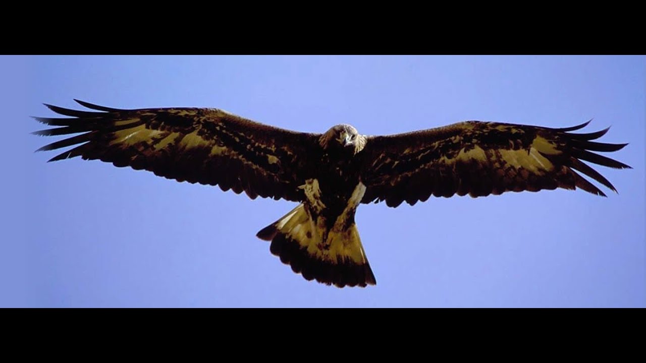 Golden Eagle In Flight