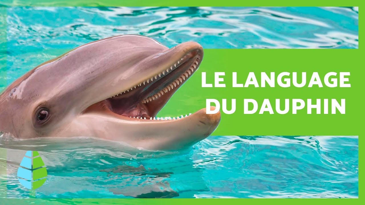 Comment les DAUPHINS COMMUNIQUENT ENTRE EUX ? 🐬 (Signes et sons) - YouTube