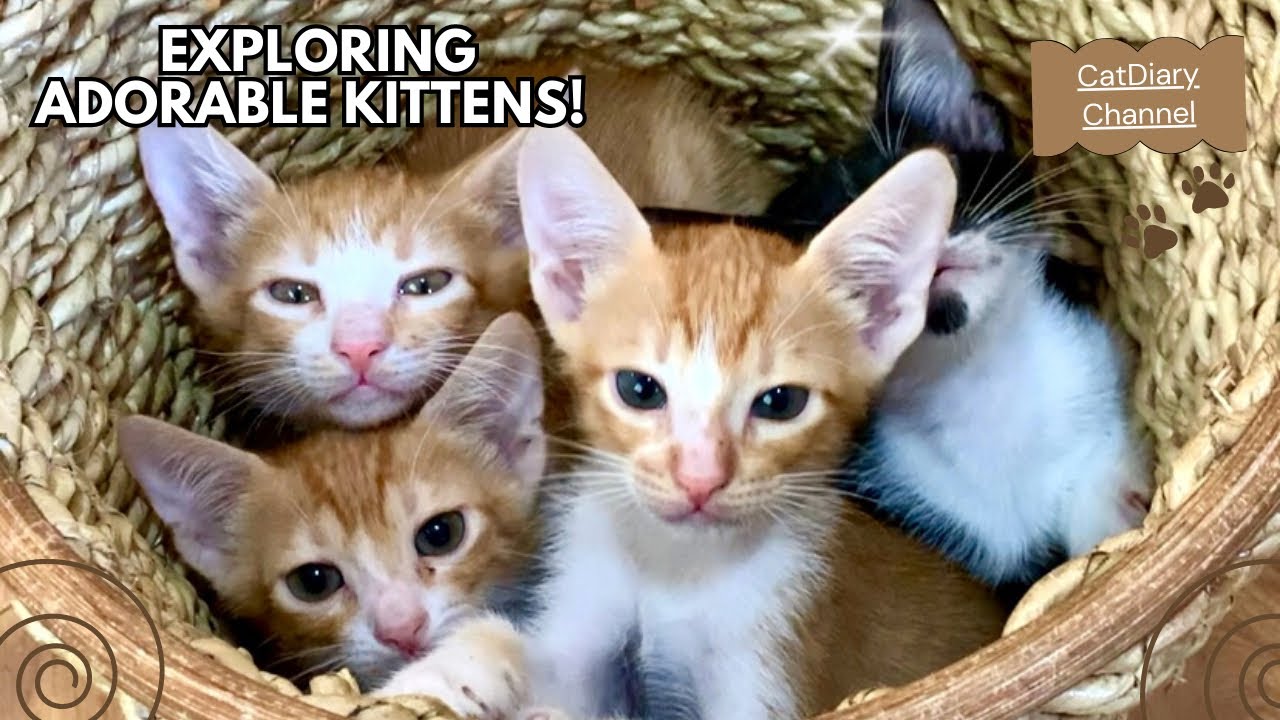 Exploring Adorable Kittens! - YouTube