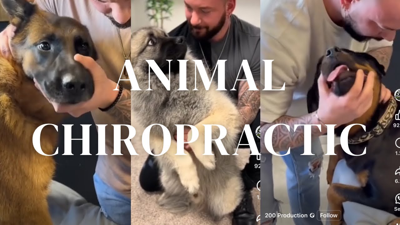Animal Chiropractor with - YouTube