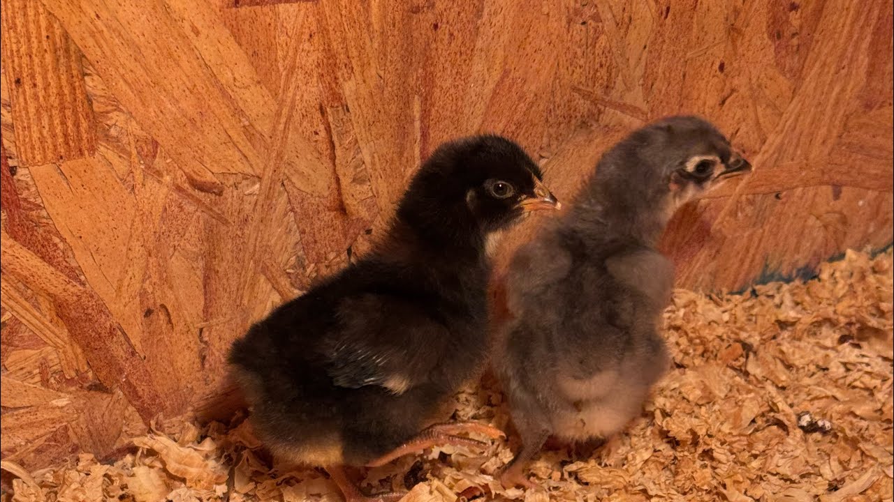 Baby chicks, moving pigs, milking a goat and stacking firewood. - YouTube