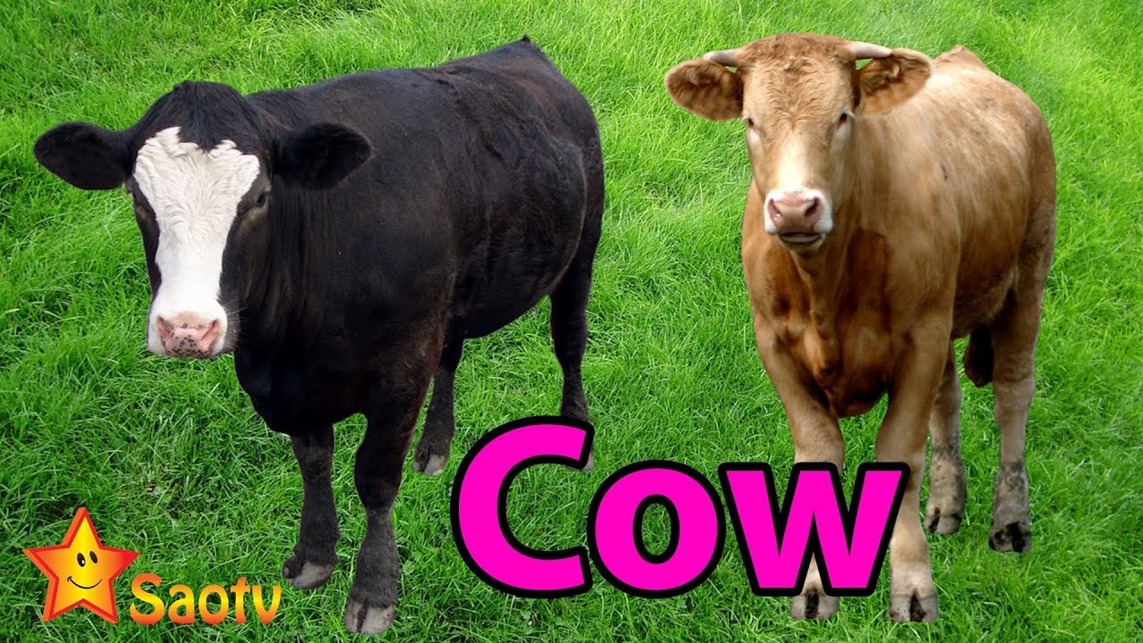 Gia Đình Ngón Tay Con Bò ~ Cow Finger Family ~ Finger Family Songs ...