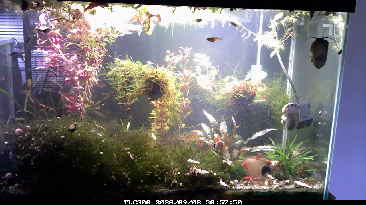 Timelapse of my 20 tall freshwater planted community tank 200908 - YouTube