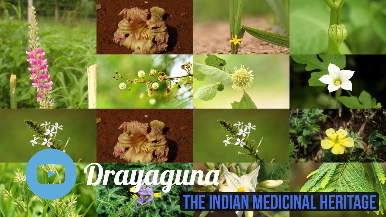 दशमूल पुष्प Floral Atlas of Dashamoola - YouTube