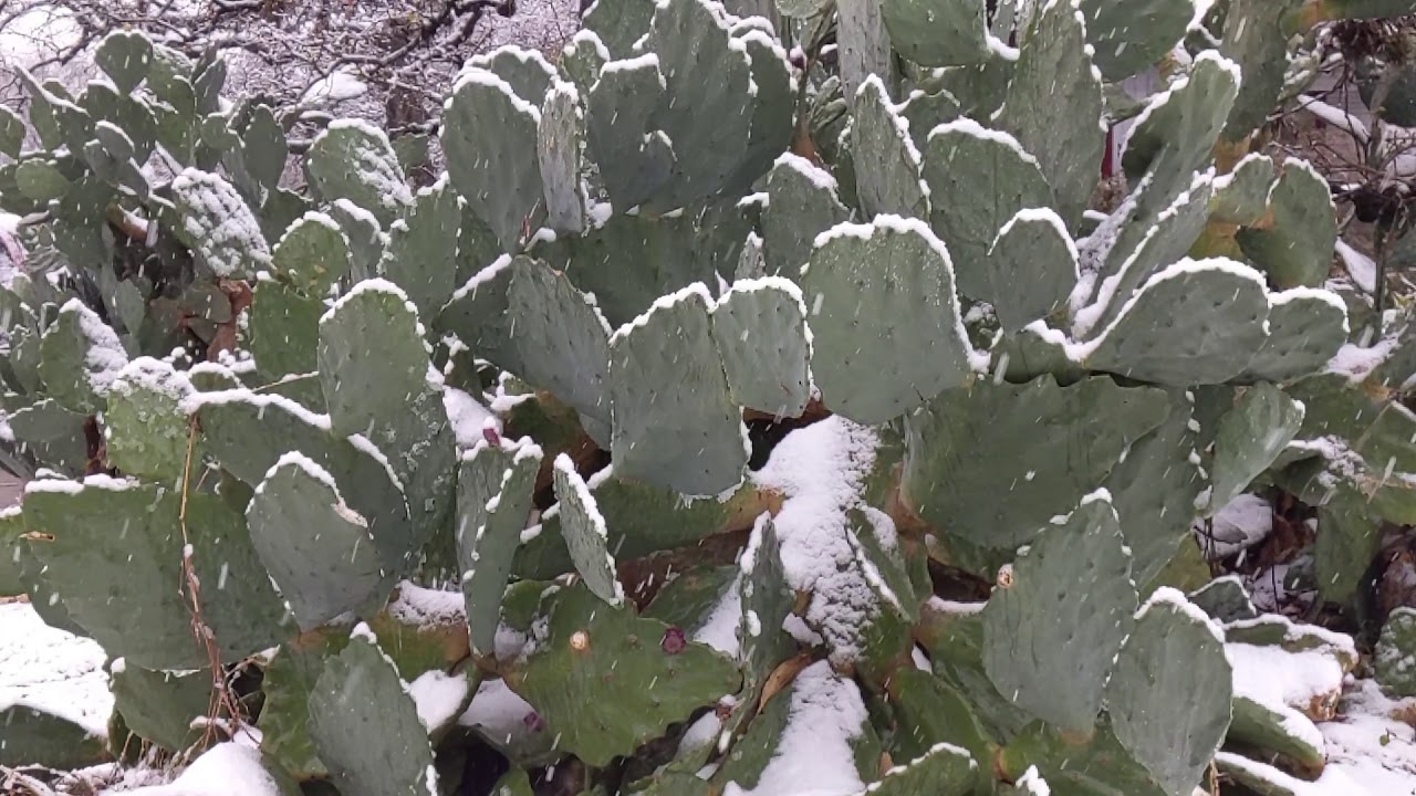 #Austin Snow, with Vivaldi Concerto! - YouTube