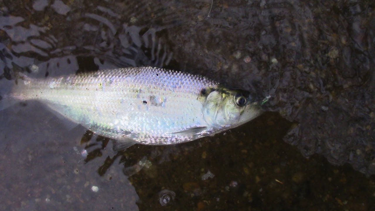 Mid April Northern Virginia Shad (and Herring) Fishing - Tips and ...