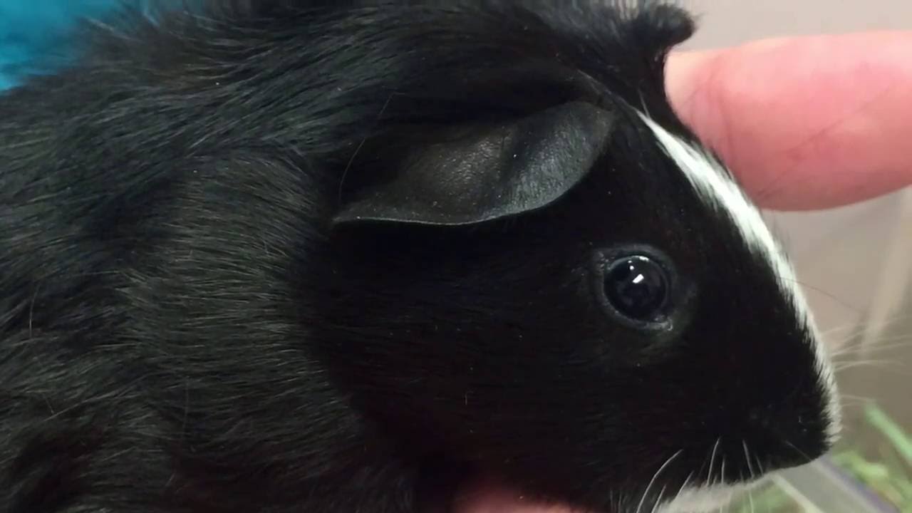 PUScam! Pet Store G-Pig Maxillary and Caudal Fold Abscesses - YouTube