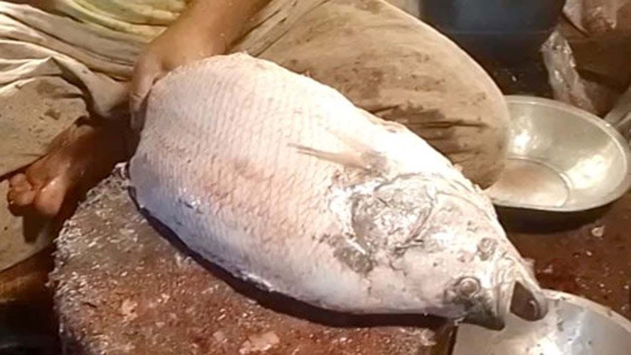 Amazing Sea Big Koral Fish Cutting Skills In Bangladesh Fish Market ...