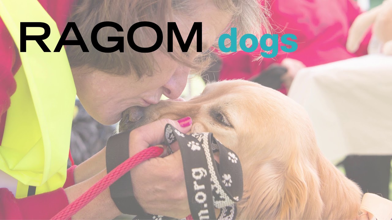 Retrieve a Golden of the Midwest (RAGOM) - YouTube