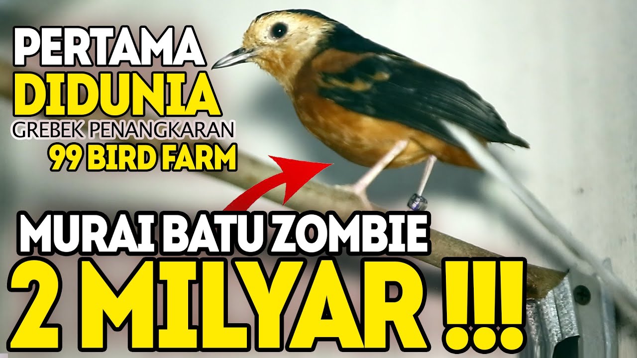 SEMAKIN NGERI !! SIDAK MURAI BATU ZOMBIE HARGA 2 MILYAR 😱 PERTAMA ...