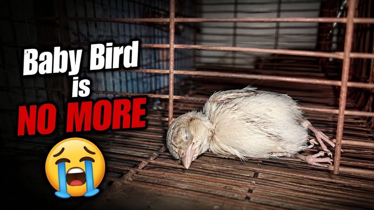 Baby Bird Is No More😭💔 - YouTube