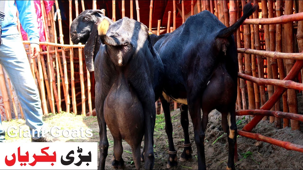 Giant Beetal Goats - Heavy Bakriyan Shahpur Kanjra Mandi Lahore 2019 ...