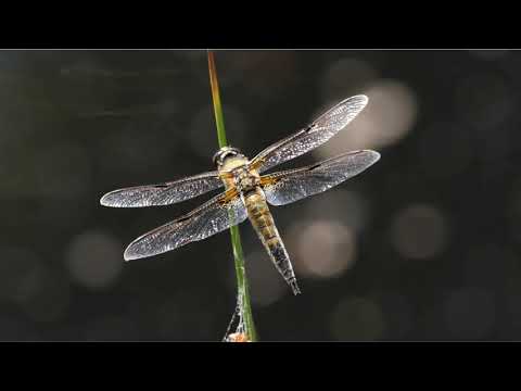 When To Expect Dragonflies In Ct