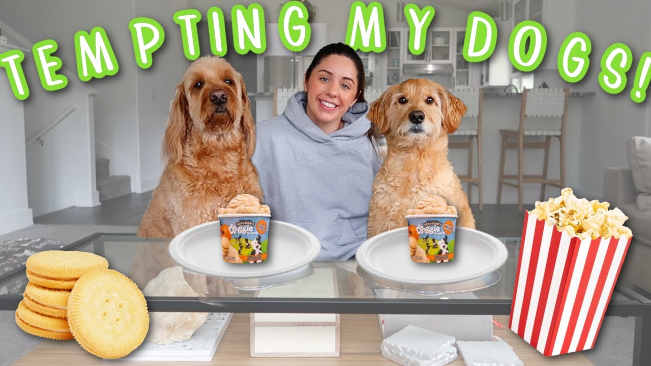 TEMPTING MY DOGS WITH THEIR FAVORITE FOODS! - YouTube