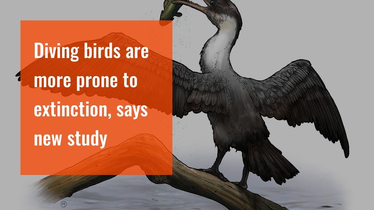 Diving birds are more prone to extinction, says new study - YouTube