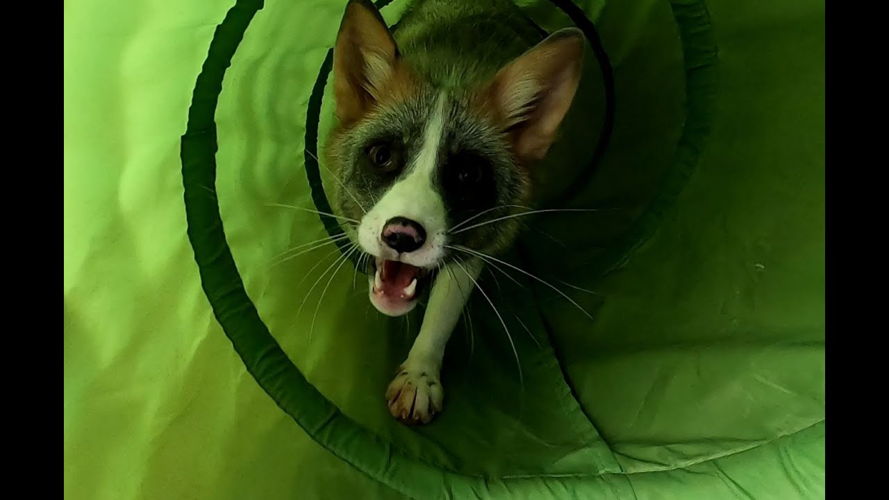 Day 7 - My Dolphin looks like a fox!! - YouTube